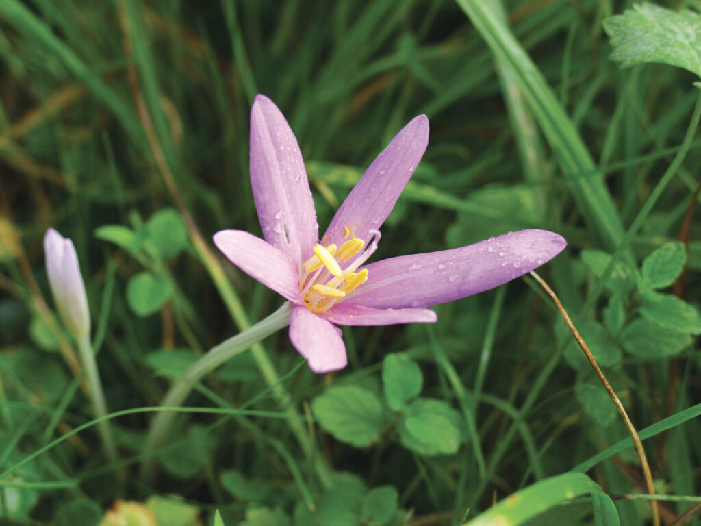 Les regards de Simone : Colchiques dans les prés – Maxi Flash ...
