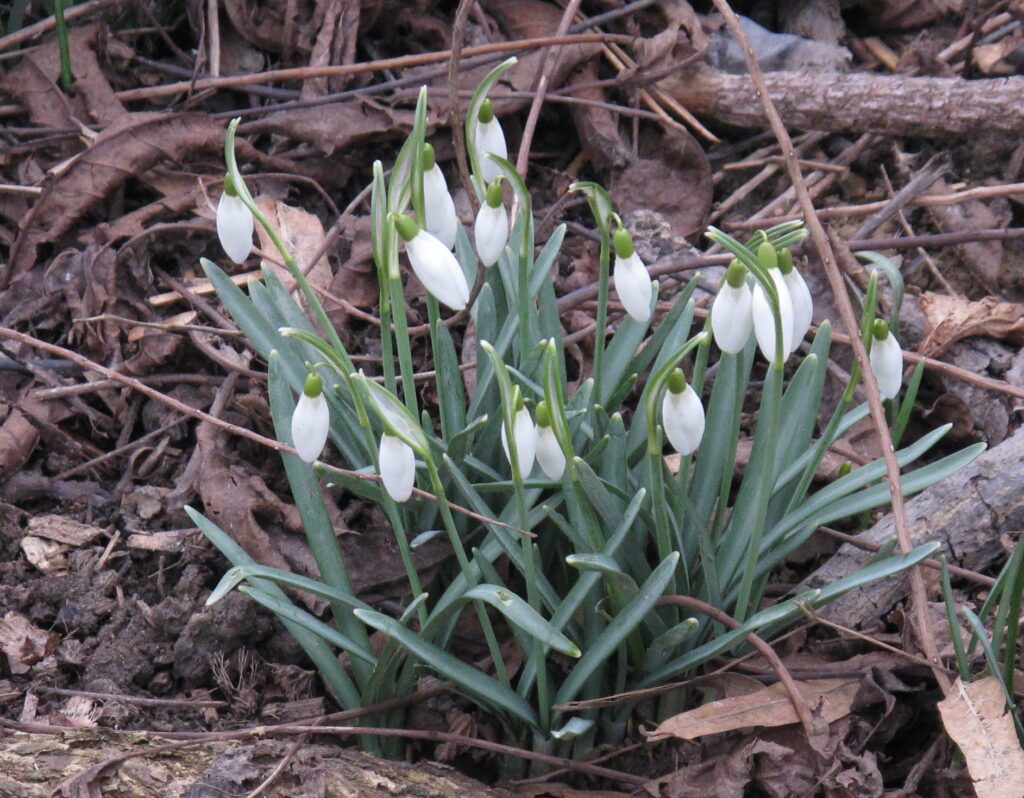 Le perce-neige, un miracle de simplicité – Maxi Flash - Haguenau ...