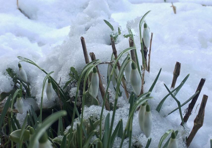 Le perce-neige, un miracle de simplicité – Maxi Flash - Haguenau ...